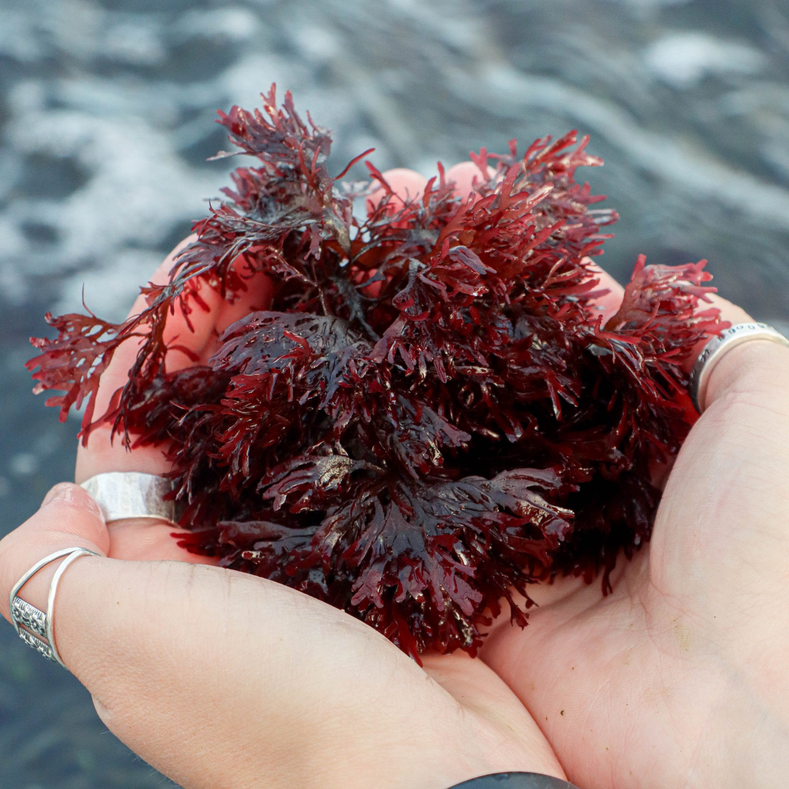 Fresh Pacific Red Dulse Seaweed - 1 Ibs | Dulse Co.